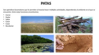 Tipos de patas de los insectos (1).pptx