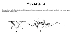 Tipos de patas de los insectos (1).pptx