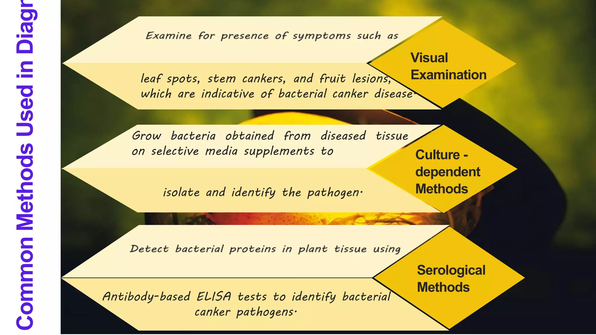 Bacterial Canker of Mango Diagnostic Methods.pptx