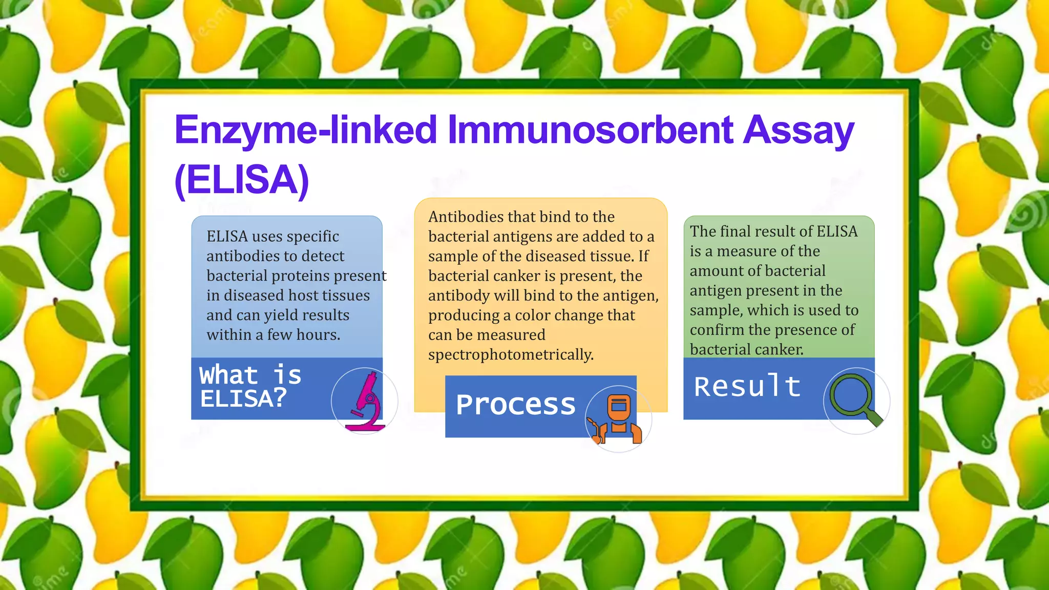 Bacterial Canker of Mango Diagnostic Methods.pptx
