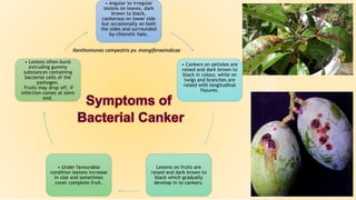 Bacterial Canker of Mango Diagnostic Methods.pptx