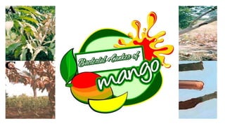 Bacterial Canker of Mango Diagnostic Methods.pptx