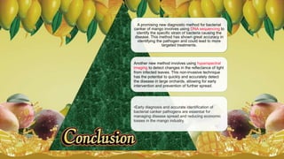 Bacterial Canker of Mango Diagnostic Methods.pptx