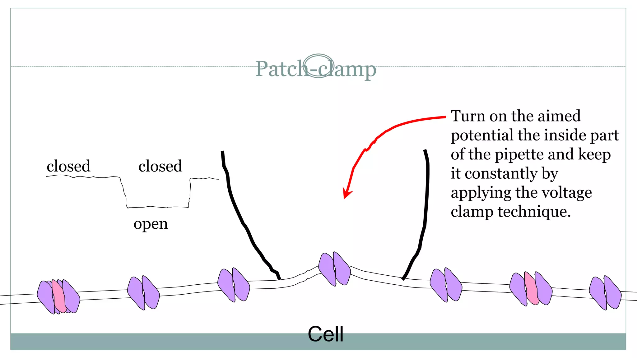 Patch clamptechnique | PPTX