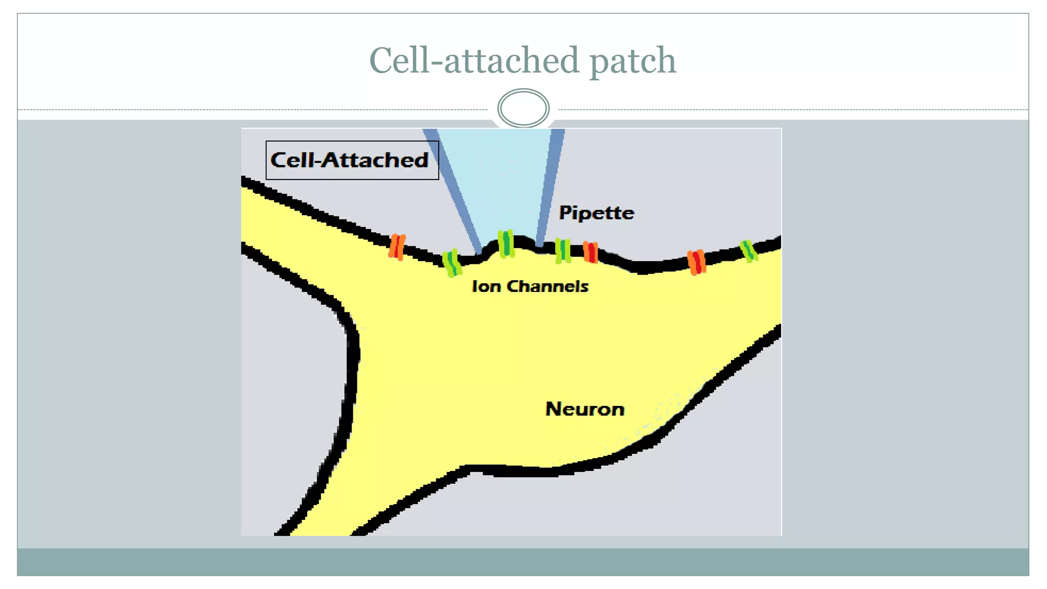 Patch clamptechnique | PPTX