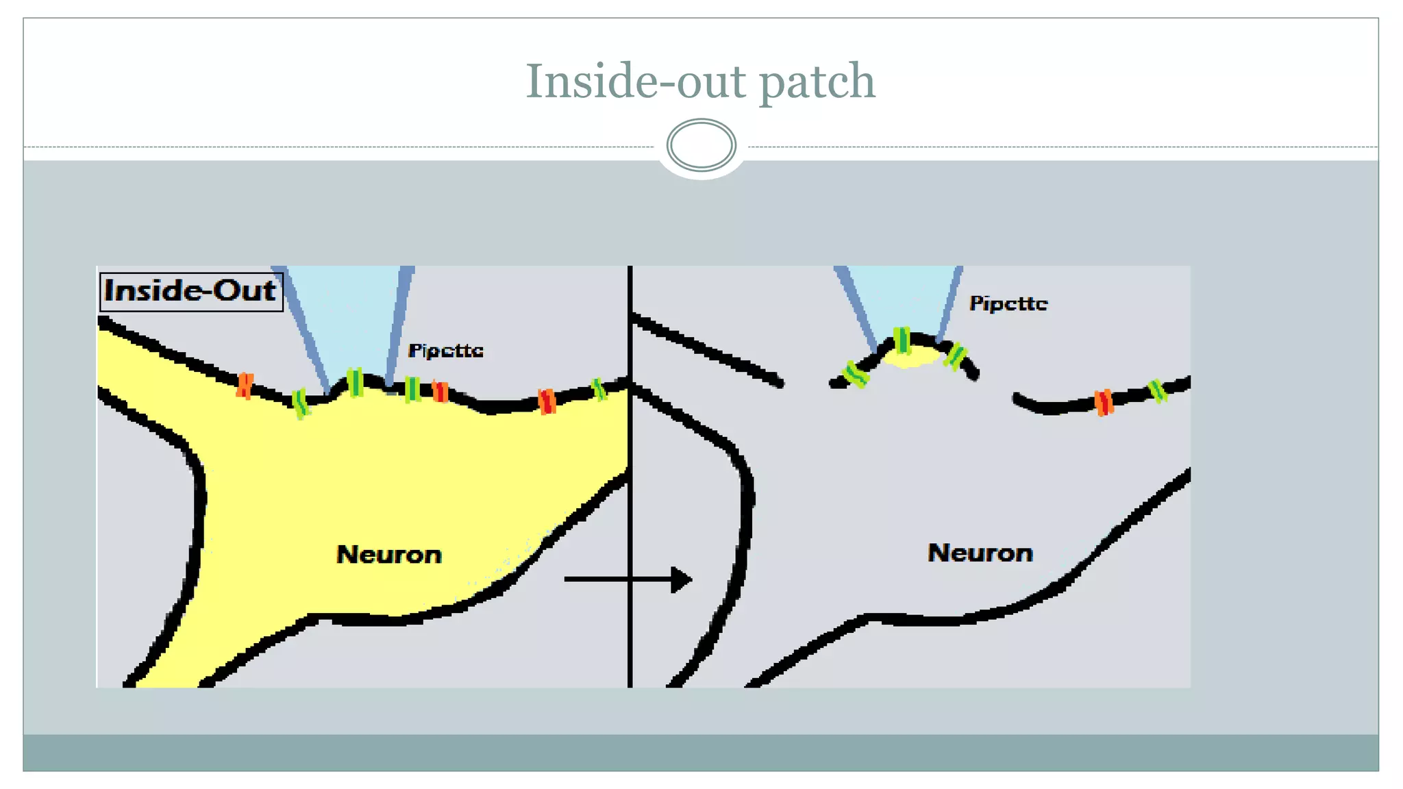 Patch clamptechnique | PPTX