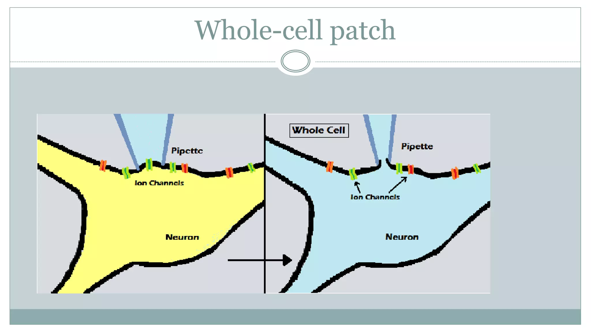 Patch clamptechnique | PPTX