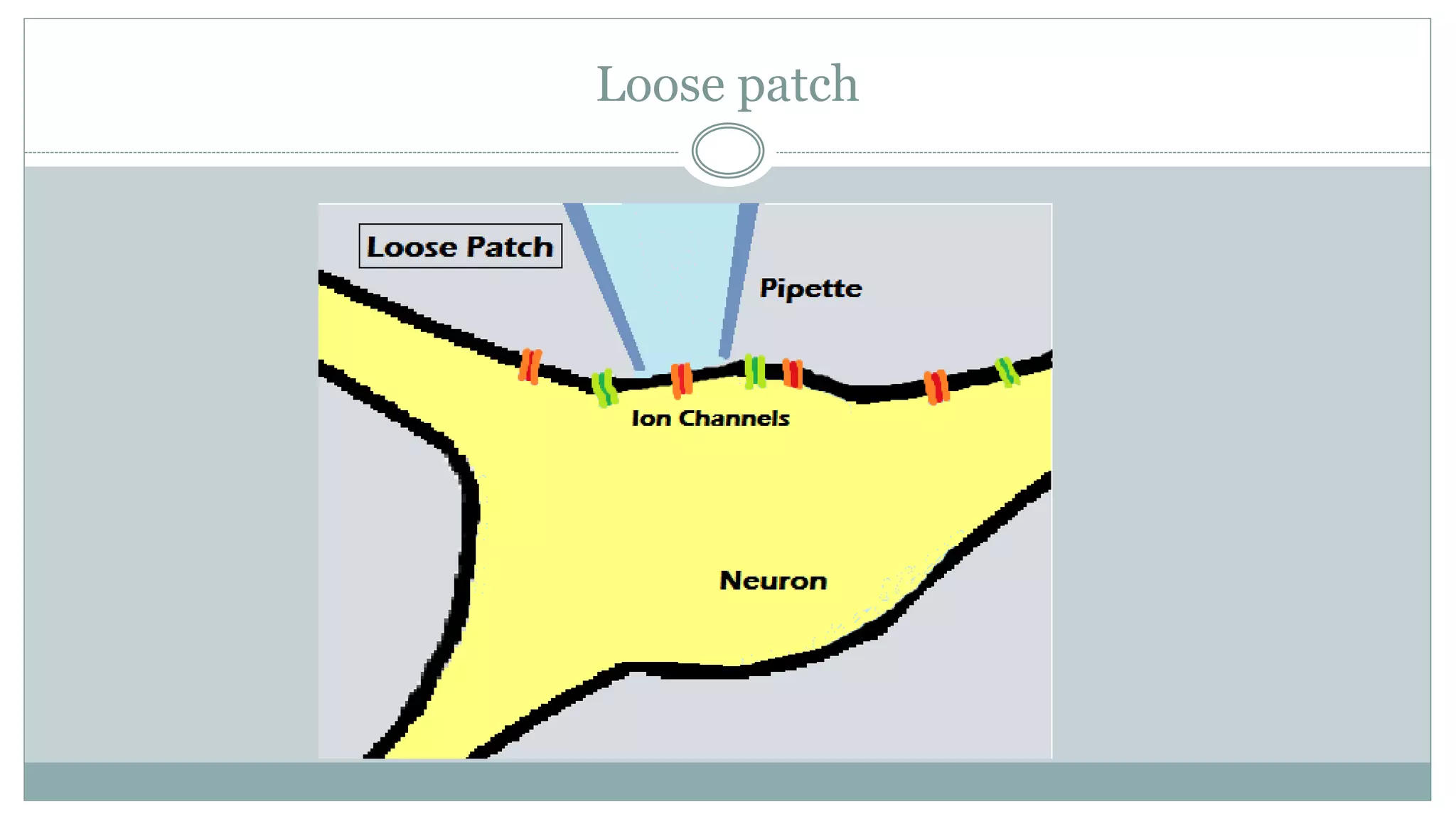 Patch clamptechnique | PPTX