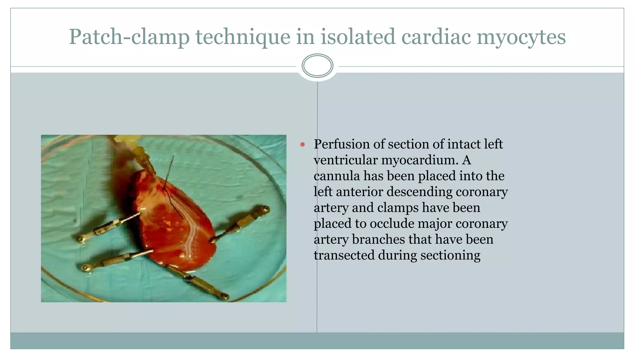 Patch clamptechnique | PPTX