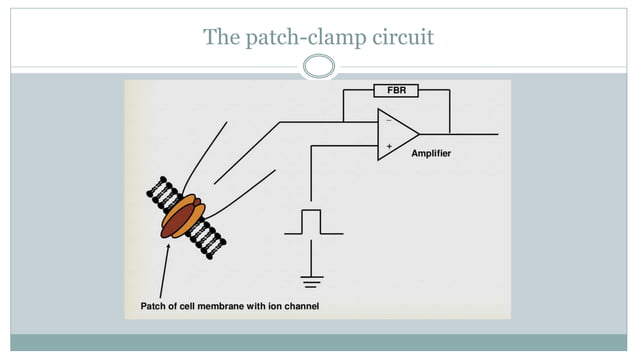 Patch clamptechnique | PPTX