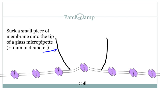 Patch clamptechnique | PPTX