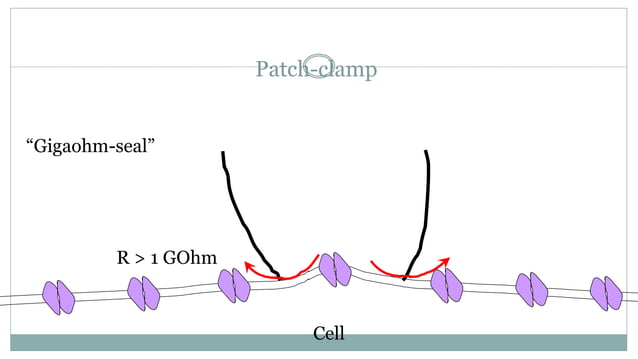 Patch clamptechnique | PPTX