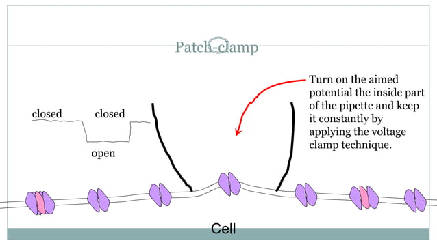 Patch clamptechnique | PPTX