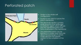 Patch Clamp Perforated