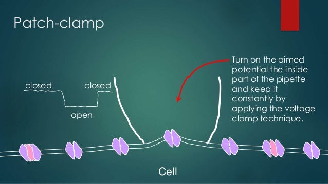 Patch clamp technique
