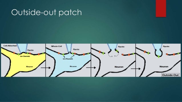 Inside out patch clamp method - rewalost