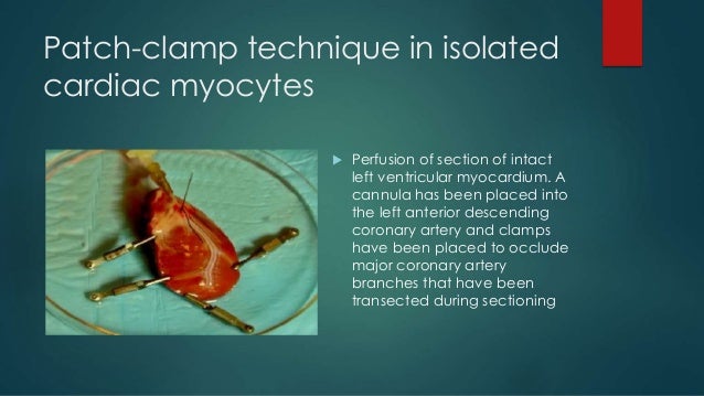 Patch clamp technique