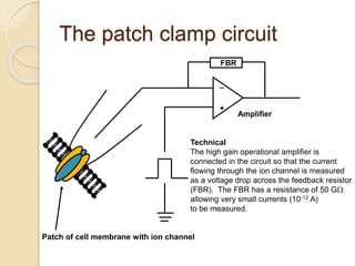 Patch clamp | PPTX