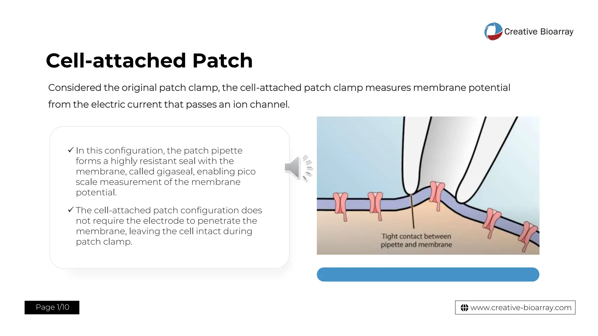 Patch Clamp Assay - A detailed step-by-step description of the standard ...