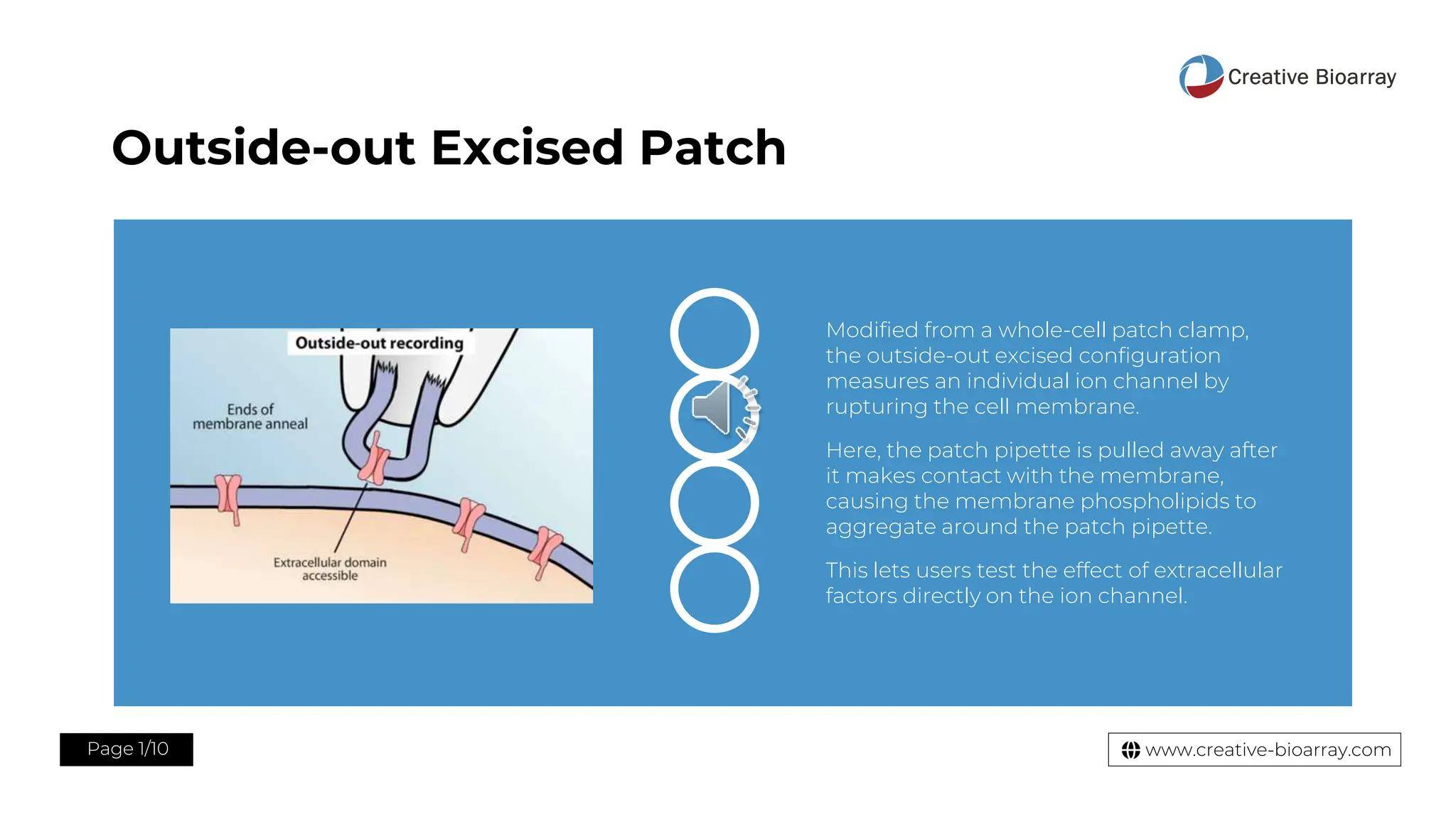 Patch Clamp Assay - A detailed step-by-step description of the standard ...