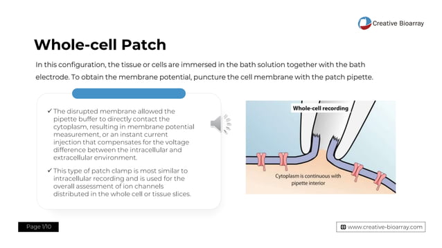 Patch Clamp Assay - A detailed step-by-step description of the standard patch clamp protocol ...