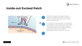 Patch Clamp Assay - A detailed step-by-step description of the standard patch clamp protocol | PPTX