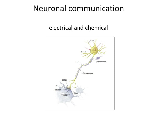Patch clamp lecture | PPT