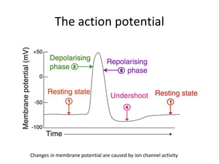 Patch clamp lecture | PPT