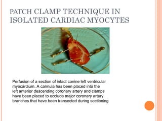 Patch clamp ppt by kp | PPT