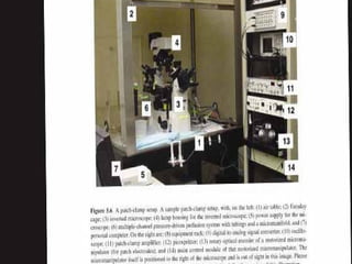 Patch clamp recording | PPT