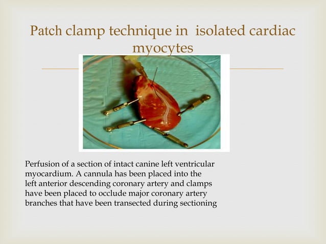 Patch clamp technique | PPT
