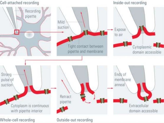 Patch clamp technique