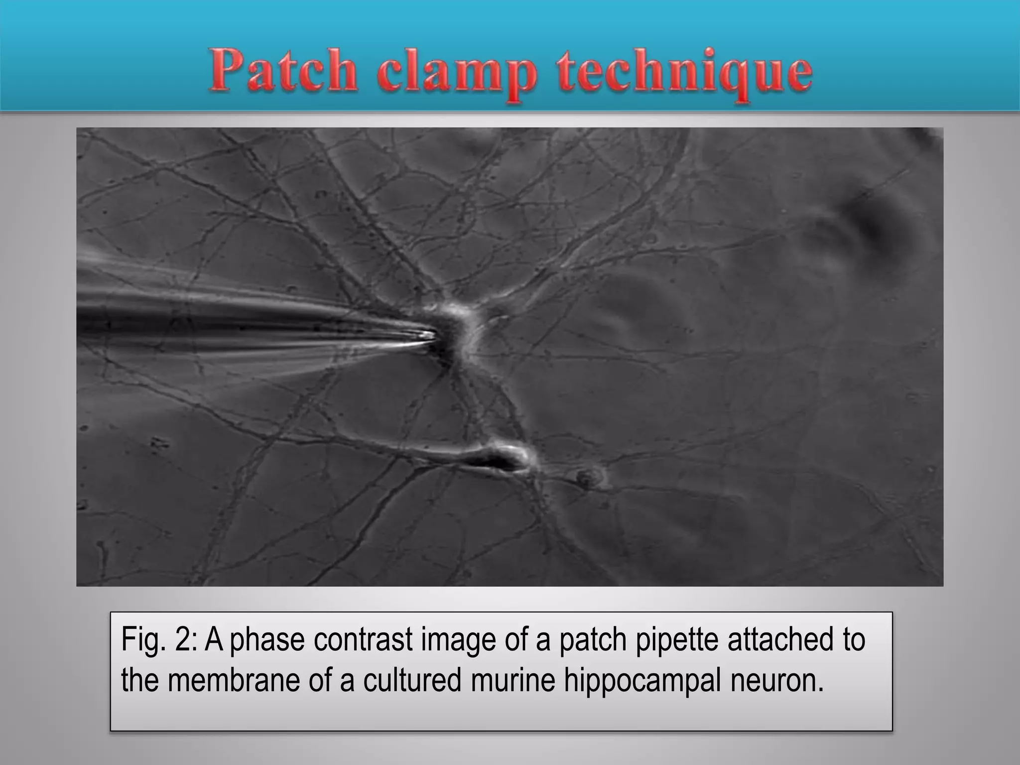 Patch clamp technique principle | PPTX