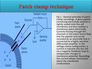 Patch clamp technique principle | PPTX