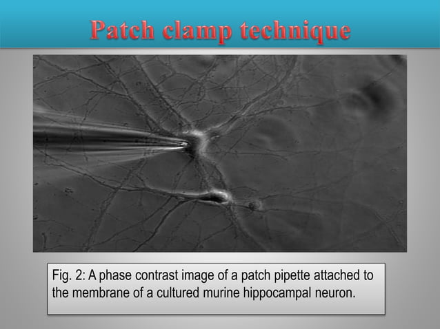 Patch clamp technique principle | PPT
