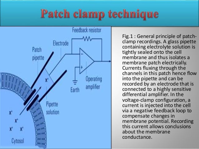 Patch clamp technique principle