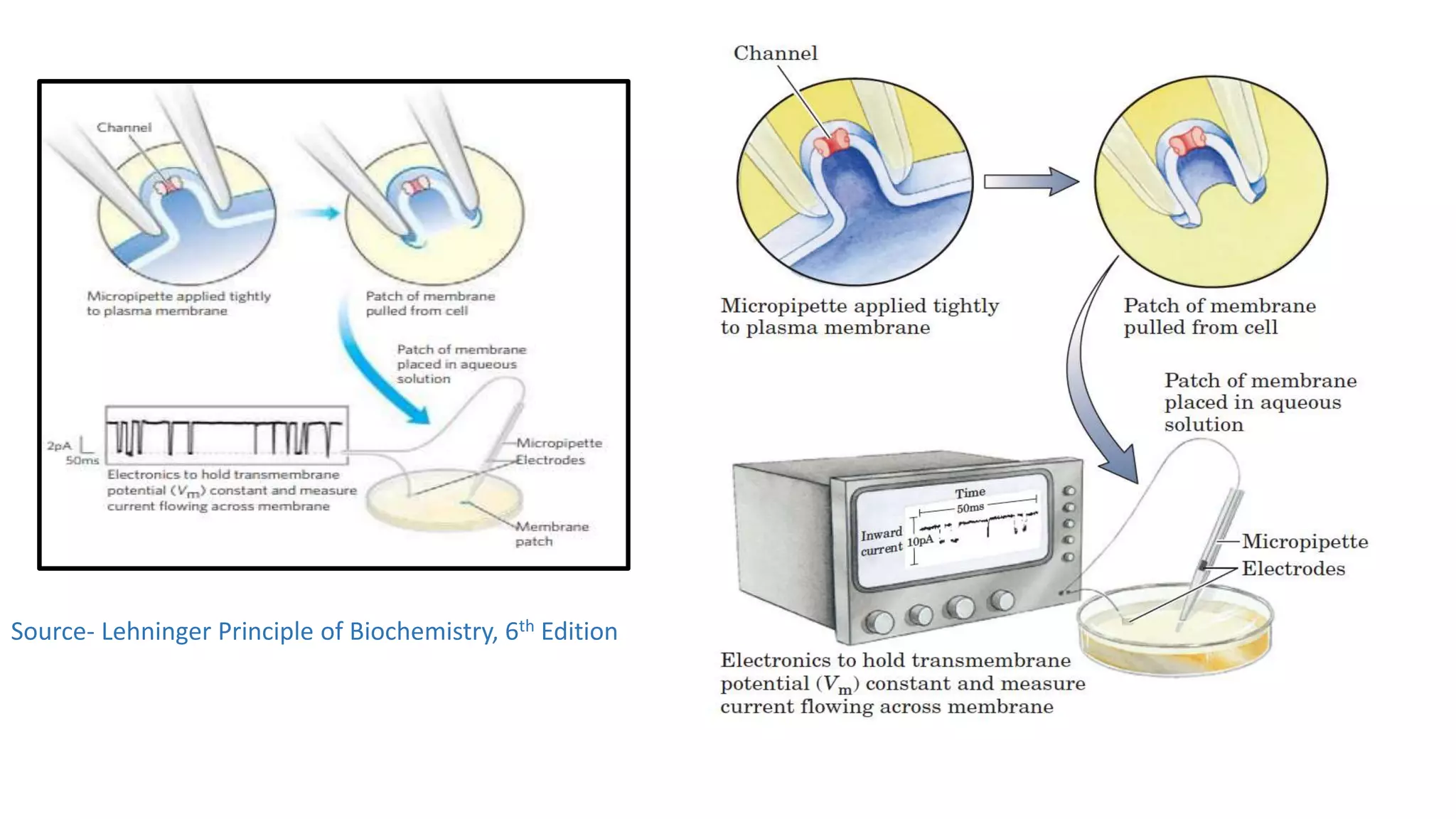 Patch clamp technique | PPTX