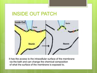 Patch clamp techniques | PPTX