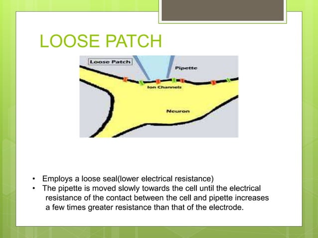 Patch clamp techniques | PPTX | Biological Sciences | Science