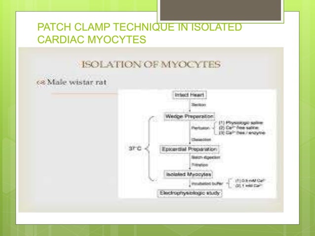Patch clamp techniques | PPTX | Biological Sciences | Science