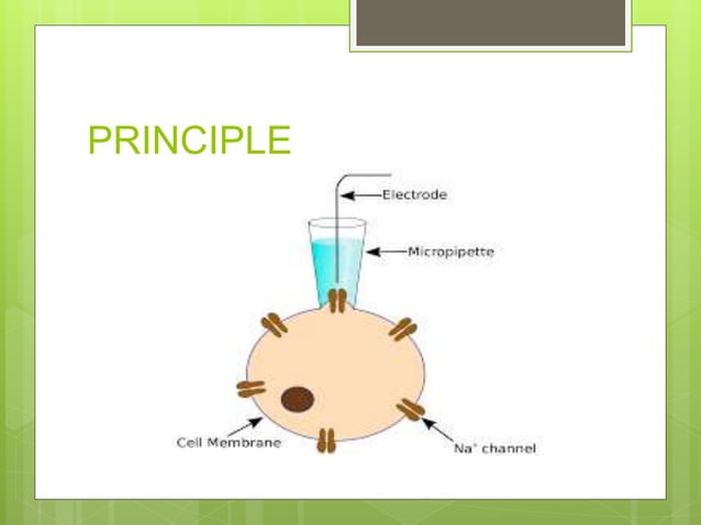 Patch clamp techniques | PPTX | Biological Sciences | Science