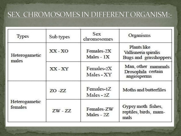 Sex Determination Ppt