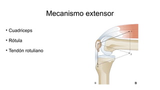 FRACTURA DE PATELA O ROTULA TRAUMATOLOGIA.pptx
