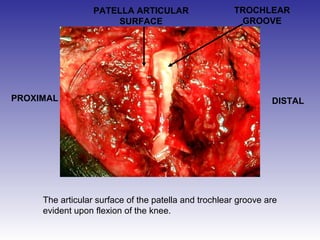 Patella | PPT