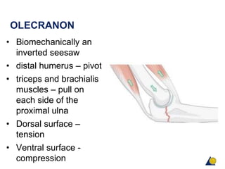Patella and olecranon fractures | PPT