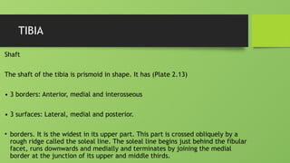 OSTEOLOGY OF PATELLA AND TIBIA ANATOMY.pptx