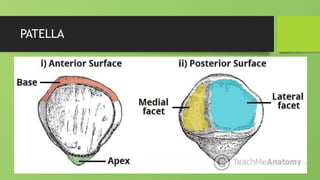 OSTEOLOGY OF PATELLA AND TIBIA ANATOMY.pptx