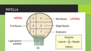 OSTEOLOGY OF PATELLA AND TIBIA ANATOMY.pptx