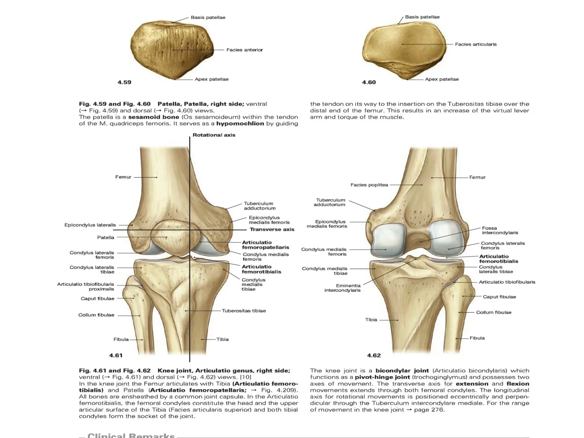 Patella Fracture and dislocation-WPS Office.pptx