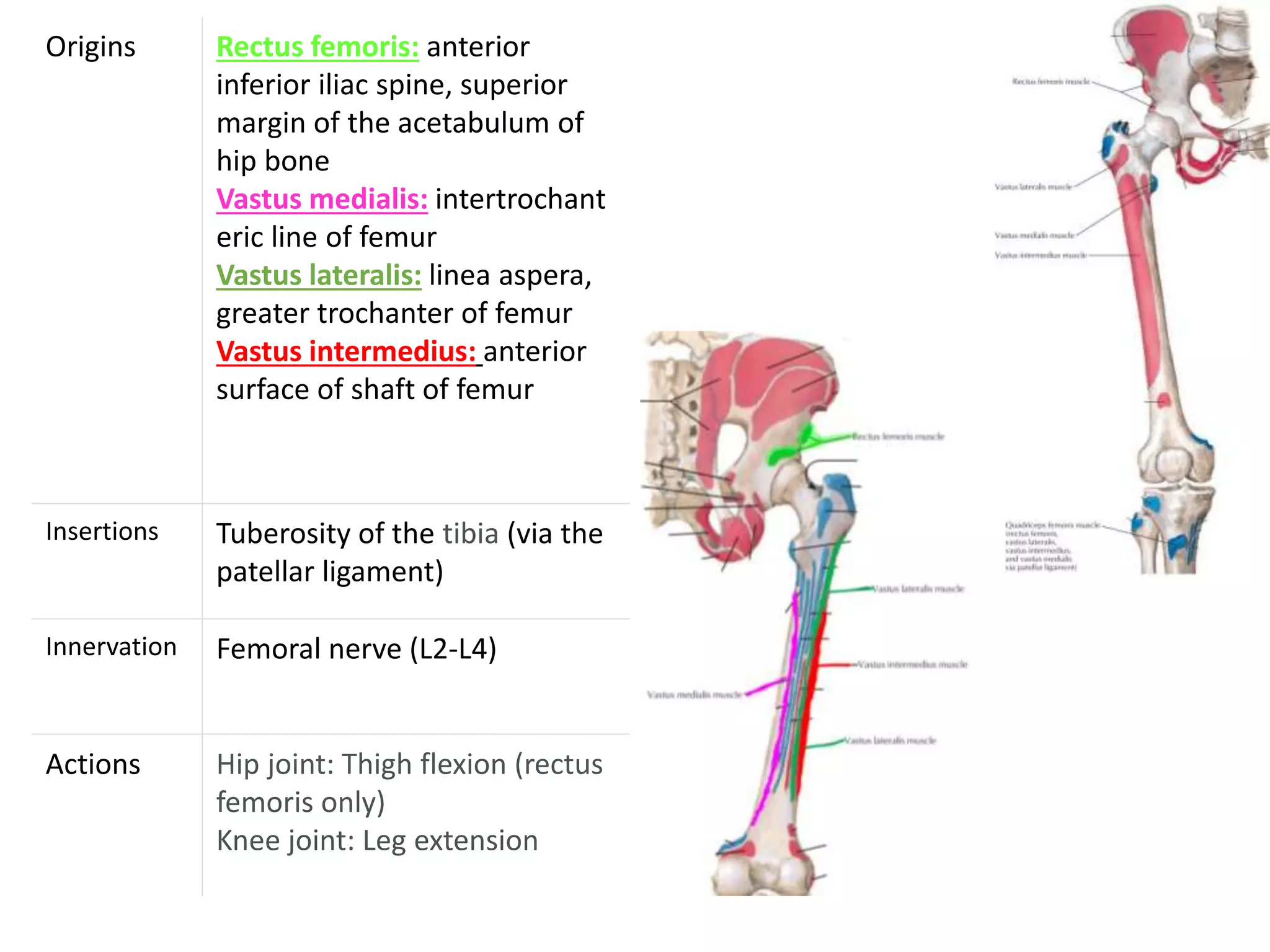 Patellar and quadriceps tendon rupture | PPTX
